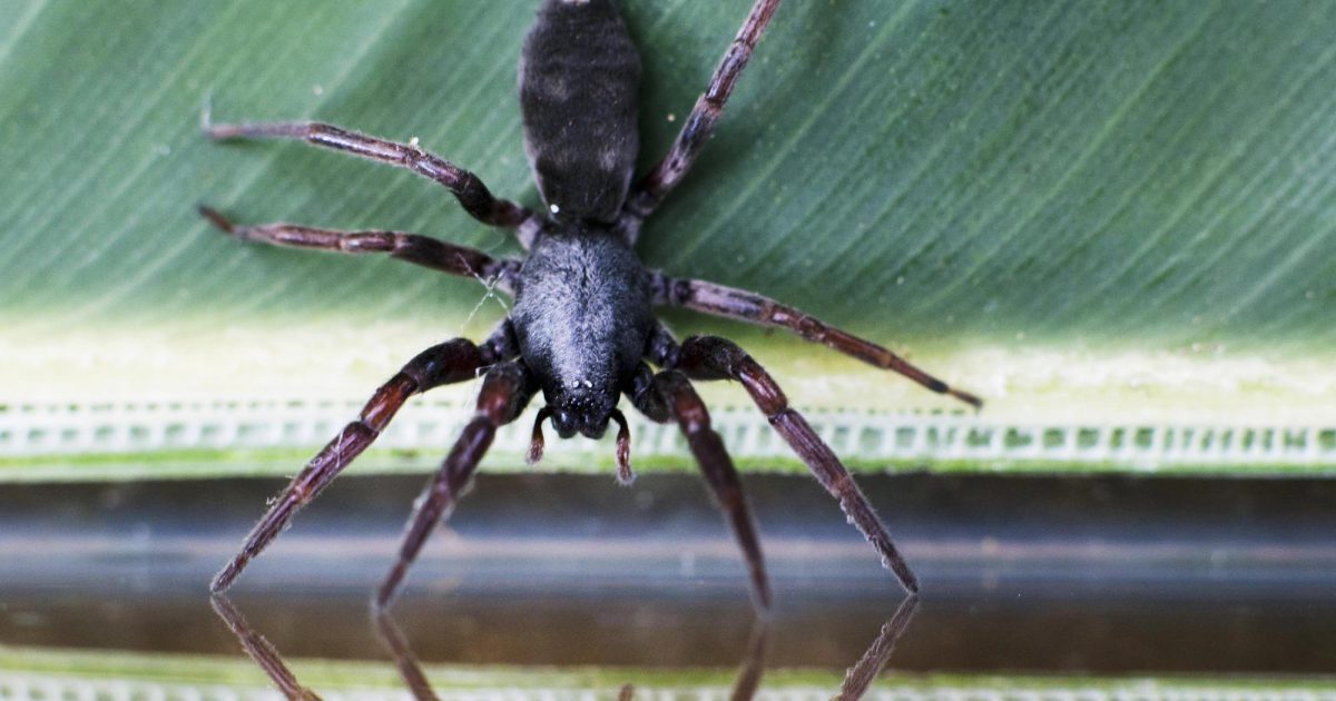Spider Pest Control East Auckland | Get Rid of Spiders