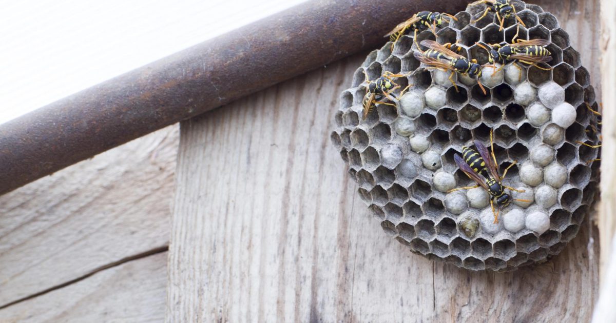 Wasp Pest Control East Auckland | Get Rid of Wasps